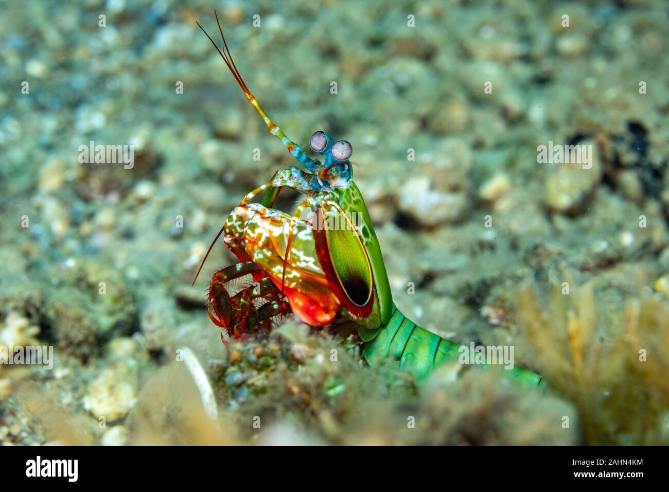 Peacock-, harlequin-, painted- or clown mantis shrimp, Odontodactylus ...