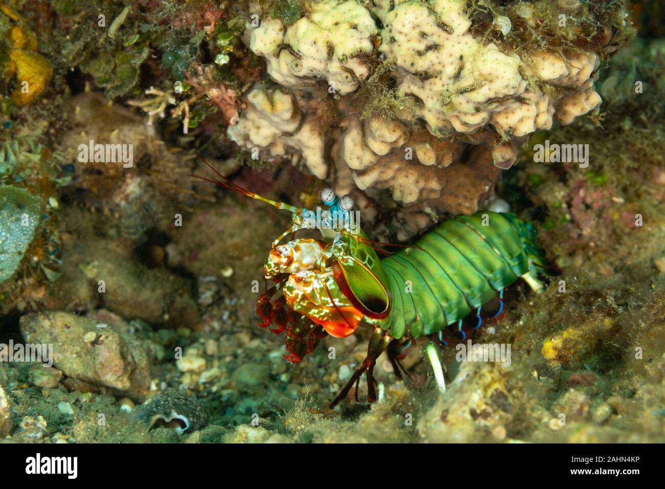 Peacock-, harlequin-, painted- or clown mantis shrimp, Odontodactylus ...