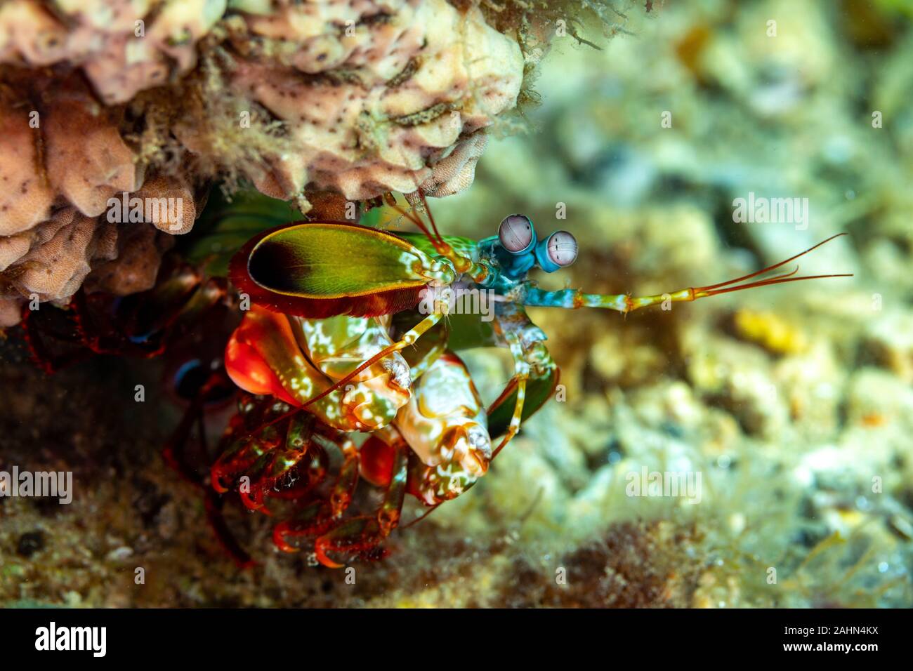 Peacock-, harlequin-, painted- or clown mantis shrimp, Odontodactylus ...