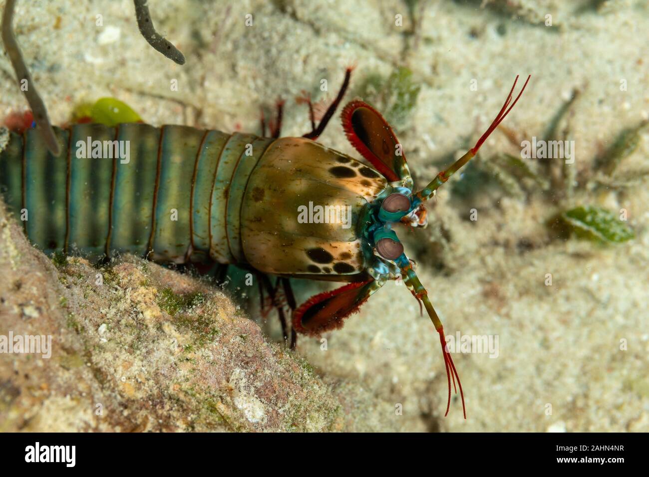 Peacock-, harlequin-, painted- or clown mantis shrimp, Odontodactylus ...
