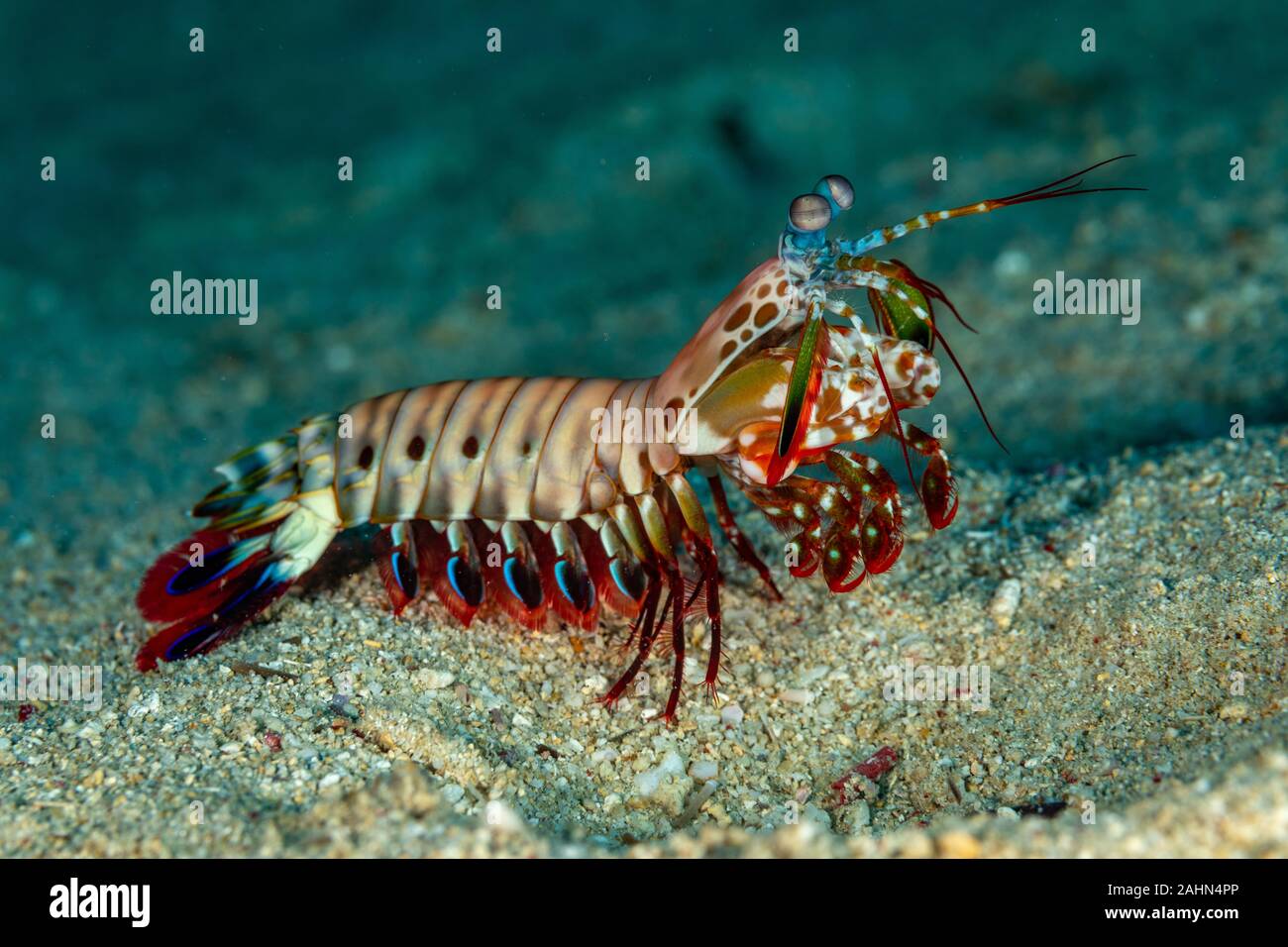 Peacock-, harlequin-, painted- or clown mantis shrimp, Odontodactylus ...