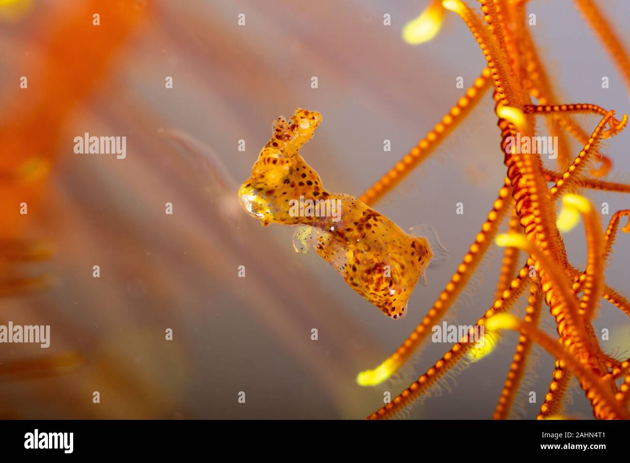 Pygmy Squid, Two-Tone Pygmy Squid - Ideosepius pygmaeus, is a species ...