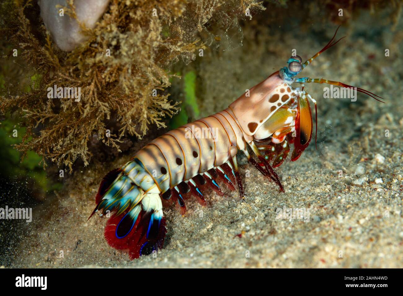 Peacock-, harlequin-, painted- or clown mantis shrimp, Odontodactylus ...