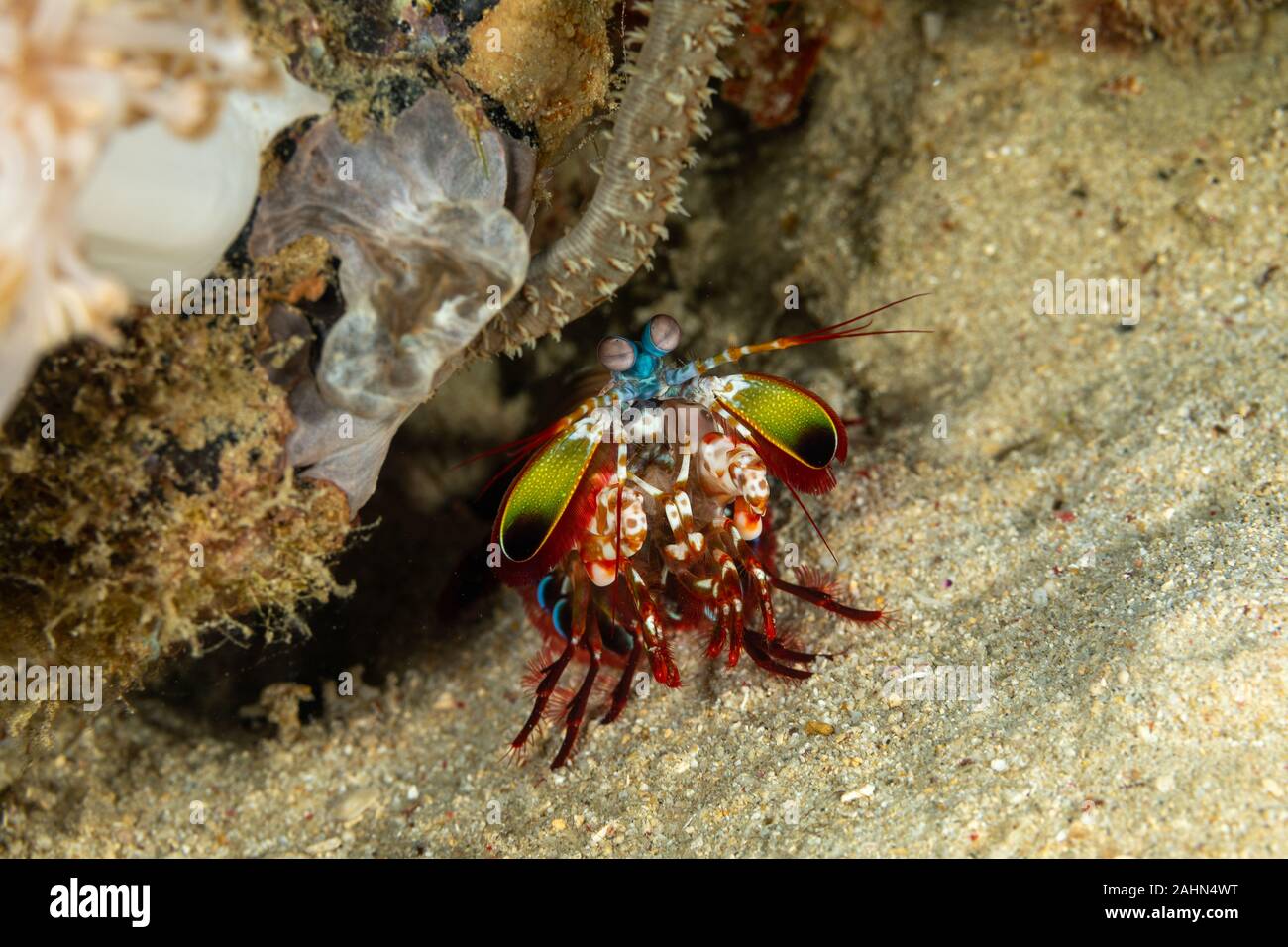 Peacock-, harlequin-, painted- or clown mantis shrimp, Odontodactylus ...