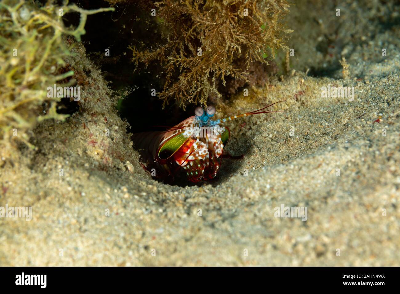 Peacock-, harlequin-, painted- or clown mantis shrimp, Odontodactylus ...
