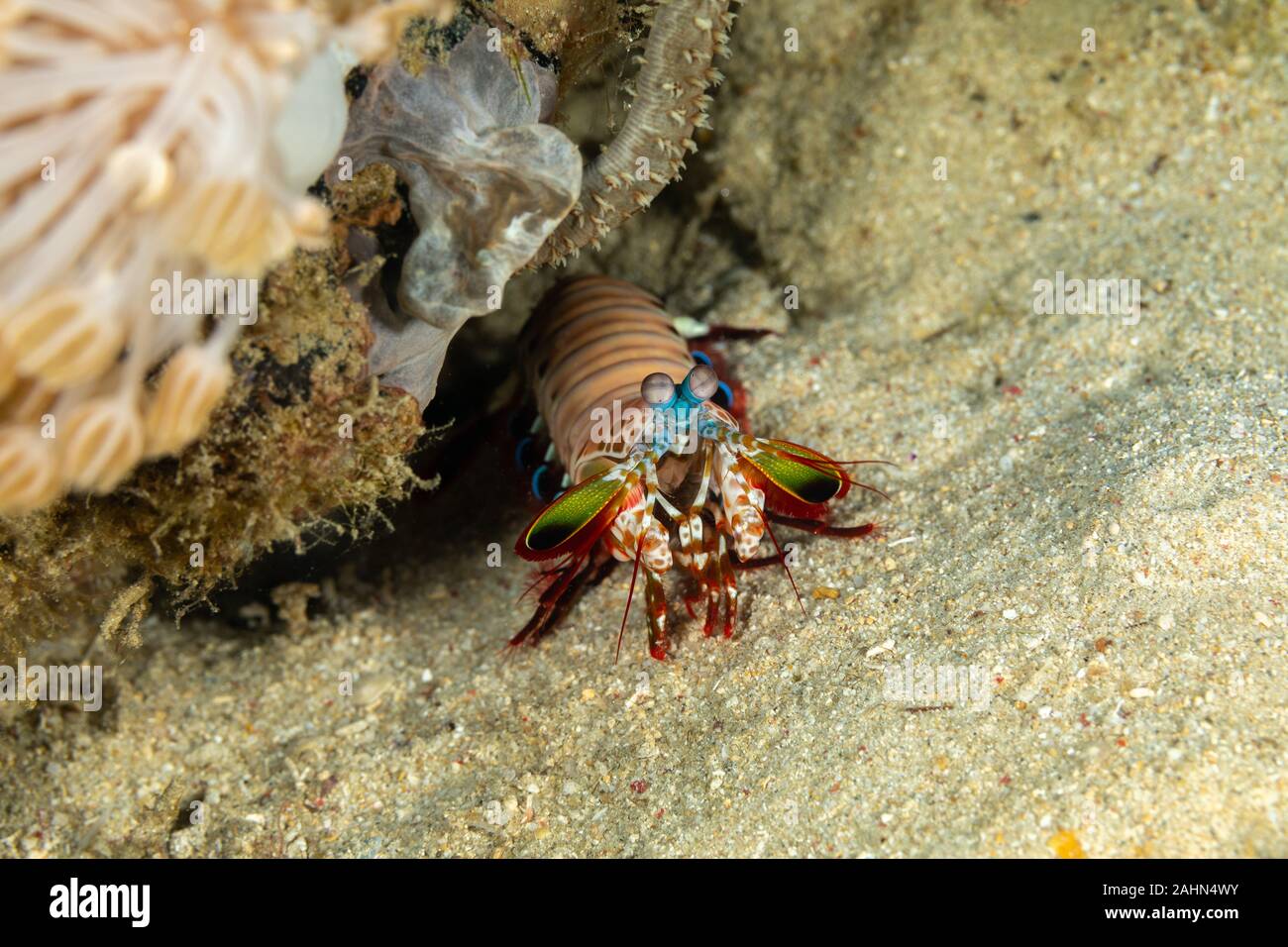 Peacock-, harlequin-, painted- or clown mantis shrimp, Odontodactylus ...