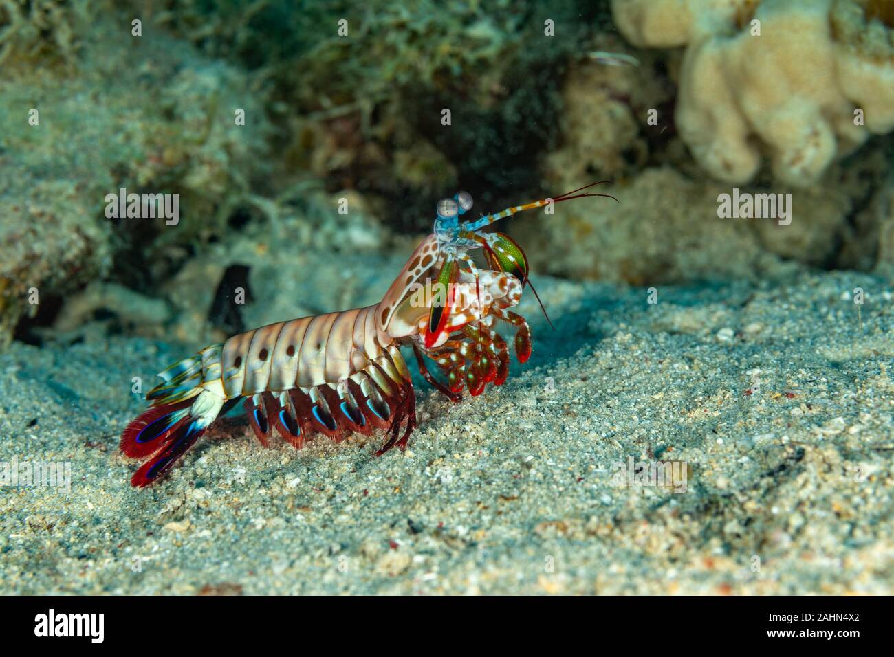 Peacock-, harlequin-, painted- or clown mantis shrimp, Odontodactylus ...