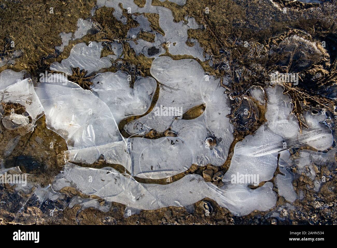Frozen puddle with bubbles of air in winter Stock Photo - Alamy