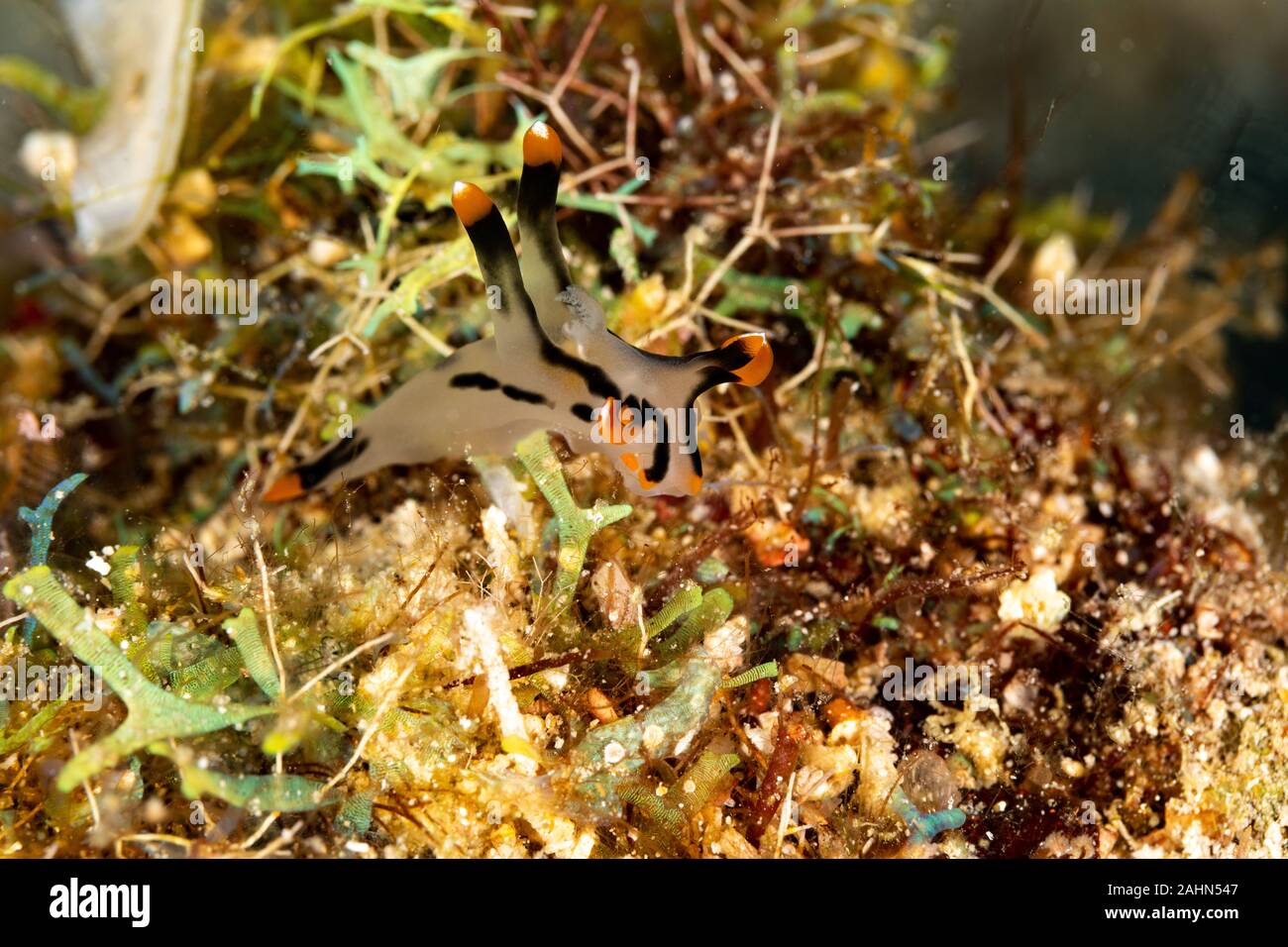 Painted Thecacera, Thecacera picta is a species of sea slug, a ...