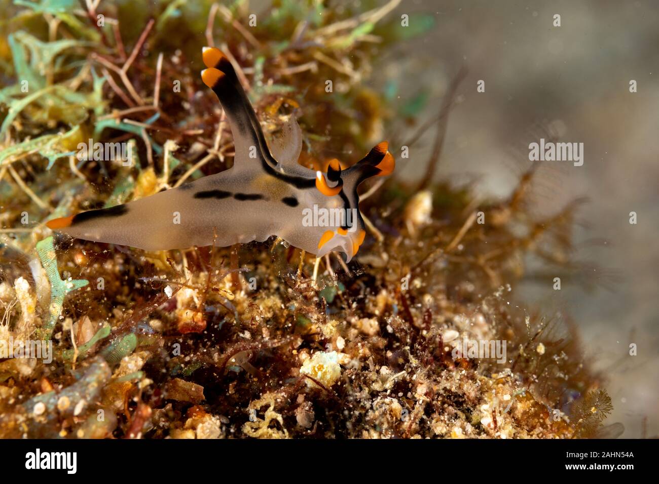Painted Thecacera, Thecacera picta is a species of sea slug, a ...
