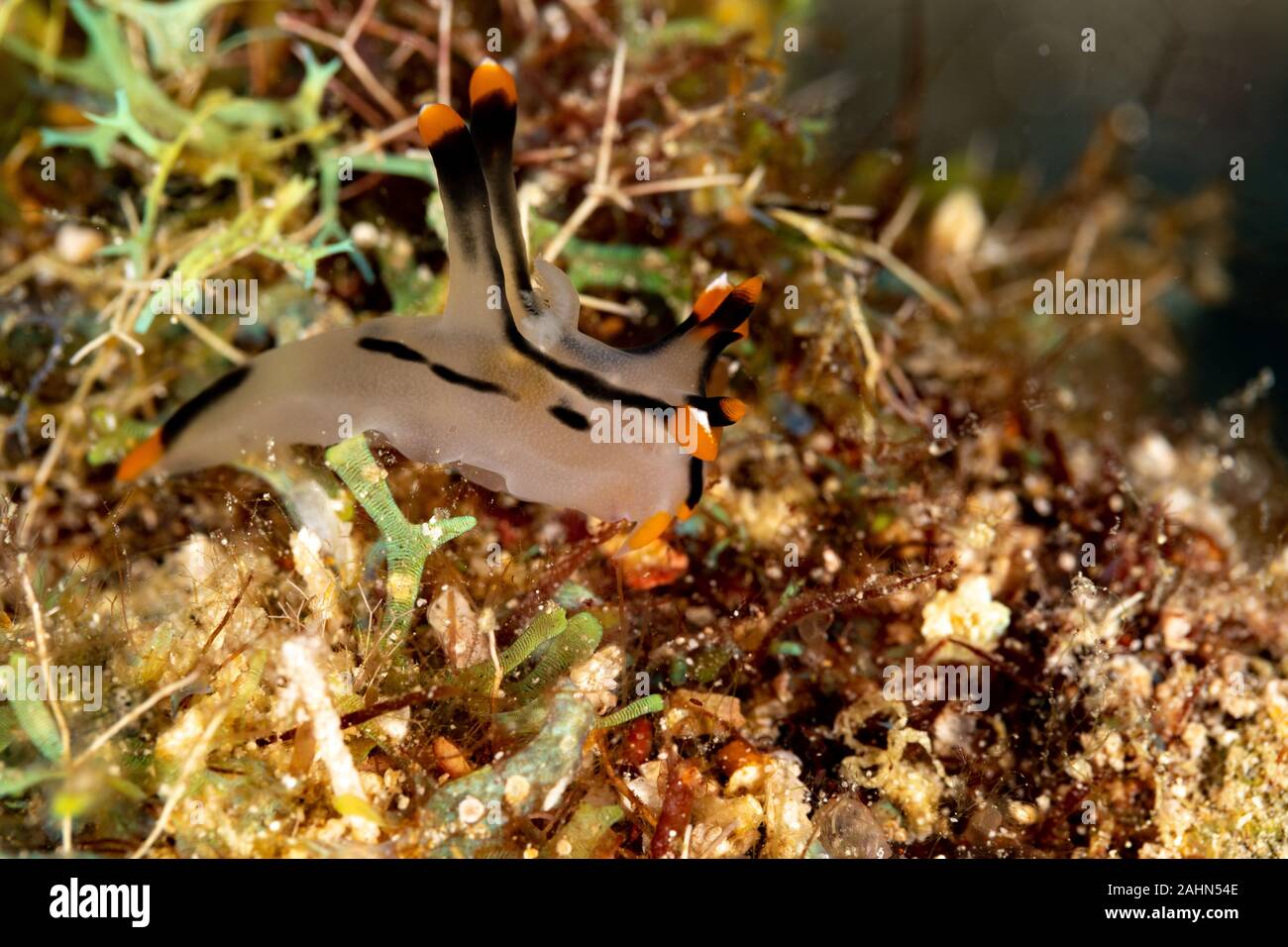 Painted Thecacera, Thecacera picta is a species of sea slug, a ...