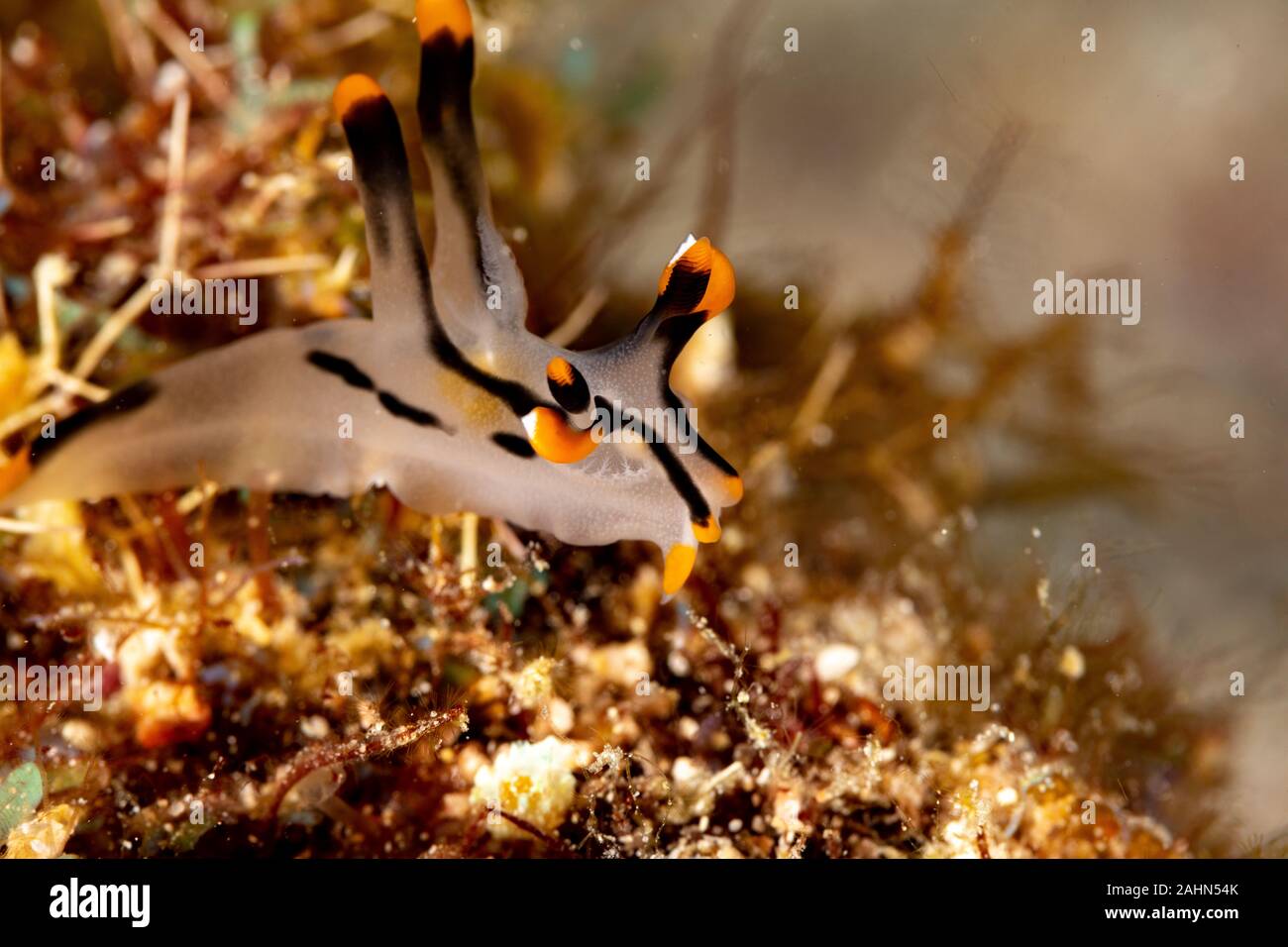 Painted Thecacera, Thecacera picta is a species of sea slug, a ...