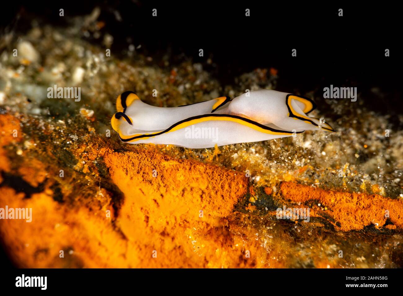 Pale Headshield Slug, Chelidonura pallida is a species of sea slug, or ...