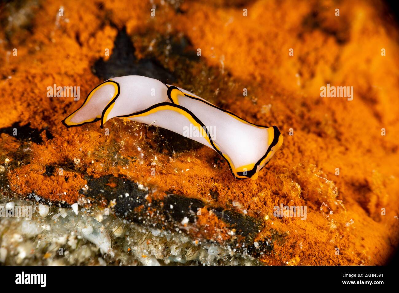 Pale Headshield Slug, Chelidonura pallida is a species of sea slug, or ...