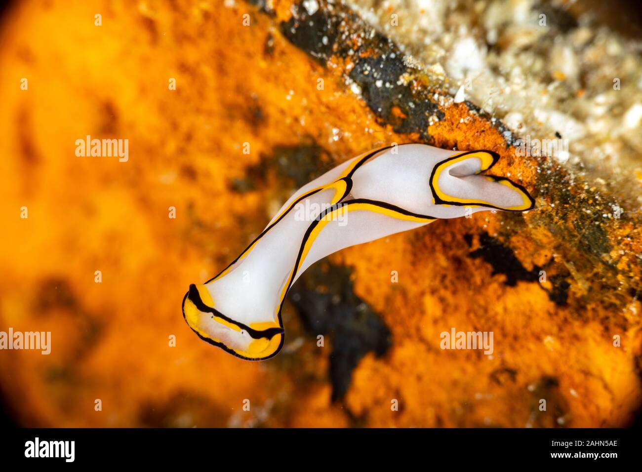 Pale Headshield Slug, Chelidonura pallida is a species of sea slug, or ...