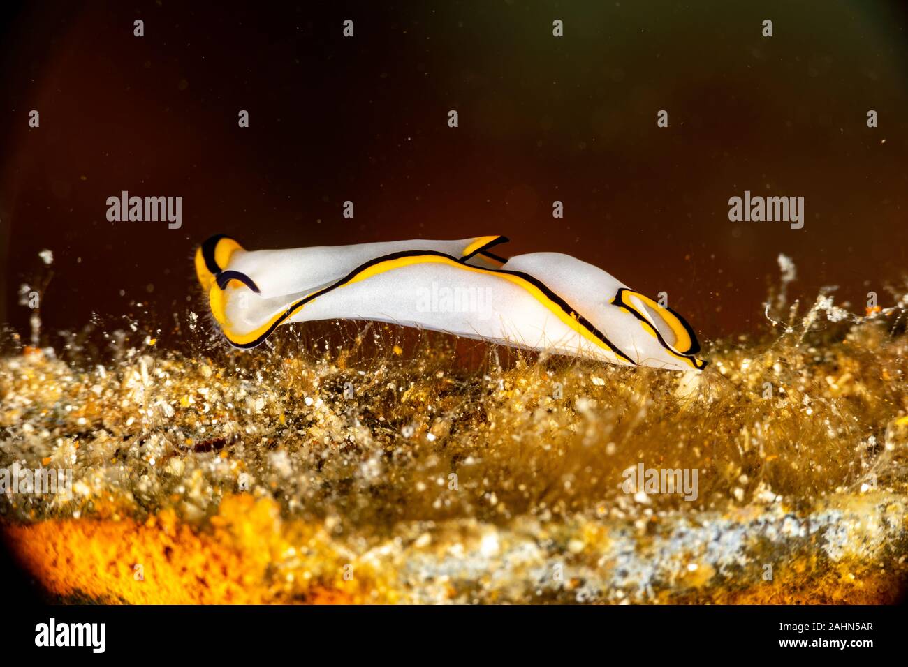 Pale Headshield Slug, Chelidonura pallida is a species of sea slug, or ...