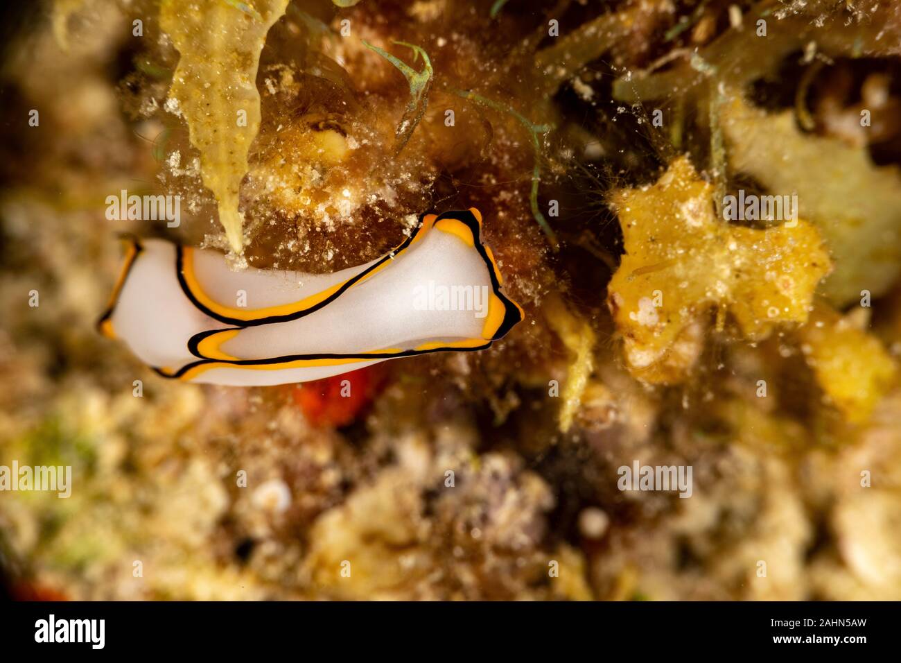 Pale Headshield Slug, Chelidonura pallida is a species of sea slug, or ...