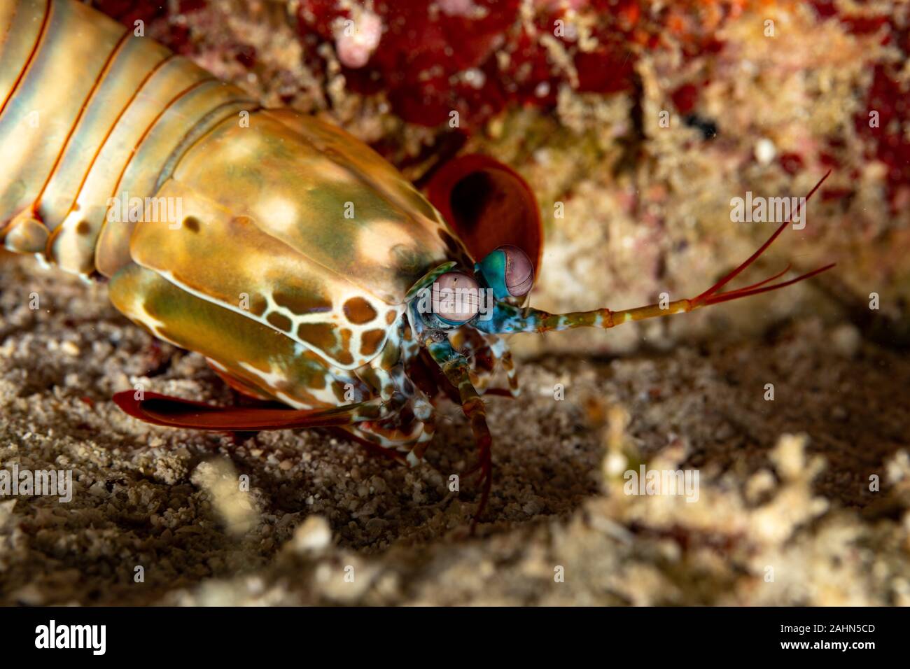 Peacock-, harlequin-, painted- or clown mantis shrimp, Odontodactylus ...