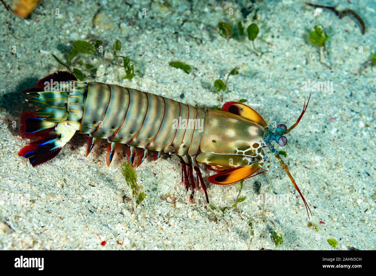 Peacock-, harlequin-, painted- or clown mantis shrimp, Odontodactylus ...