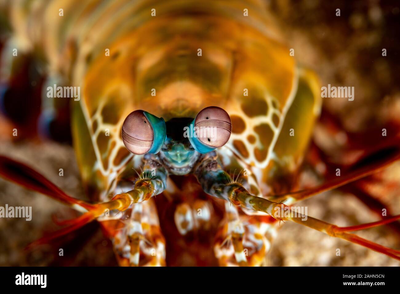 Peacock-, harlequin-, painted- or clown mantis shrimp, Odontodactylus ...