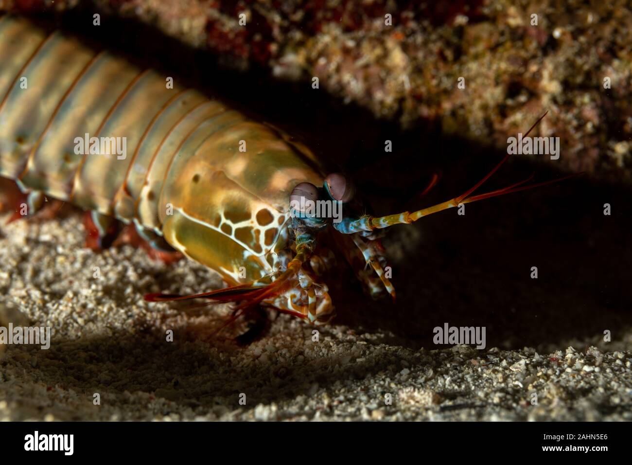Peacock-, harlequin-, painted- or clown mantis shrimp, Odontodactylus ...