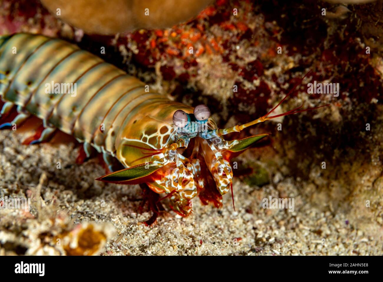 Peacock-, harlequin-, painted- or clown mantis shrimp, Odontodactylus ...