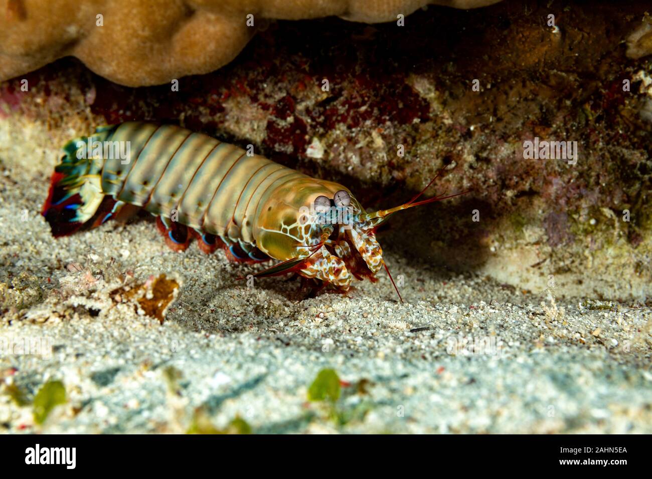 Peacock-, harlequin-, painted- or clown mantis shrimp, Odontodactylus ...