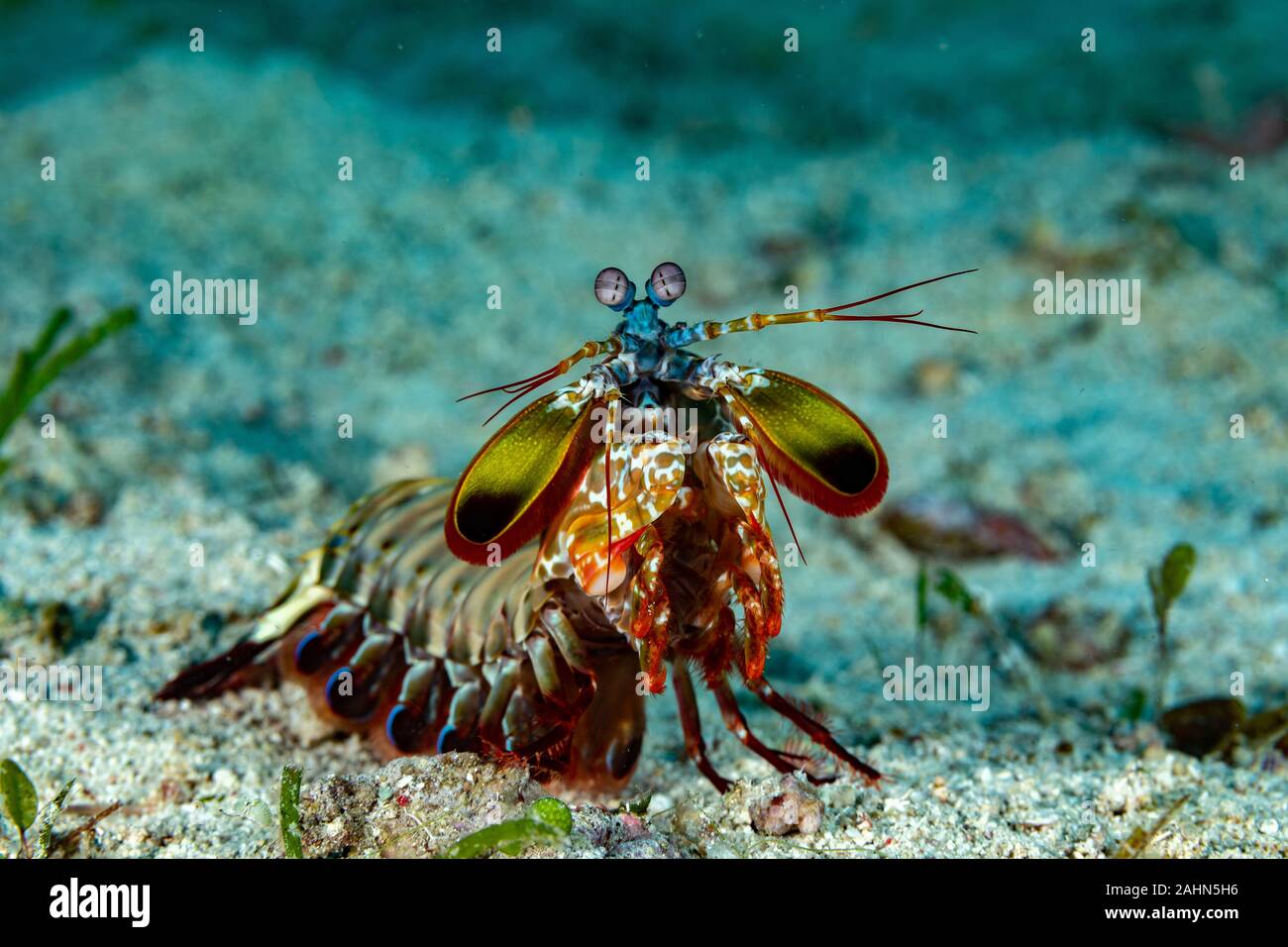 Peacock-, harlequin-, painted- or clown mantis shrimp, Odontodactylus ...