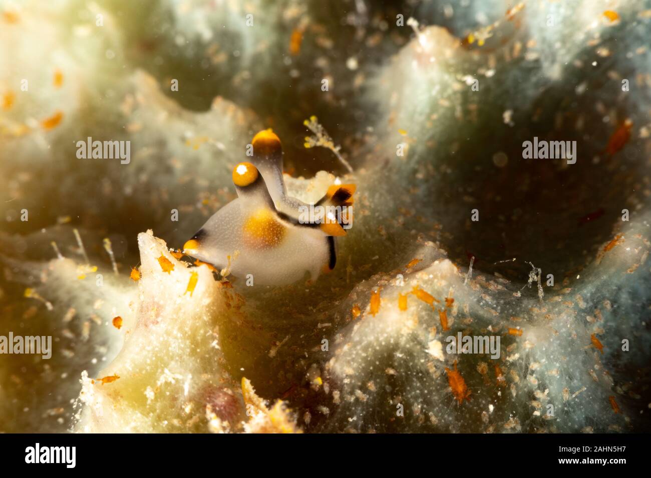 Painted Thecacera, Thecacera picta is a species of sea slug, a ...