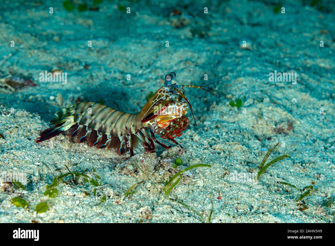 Peacock-, harlequin-, painted- or clown mantis shrimp, Odontodactylus ...