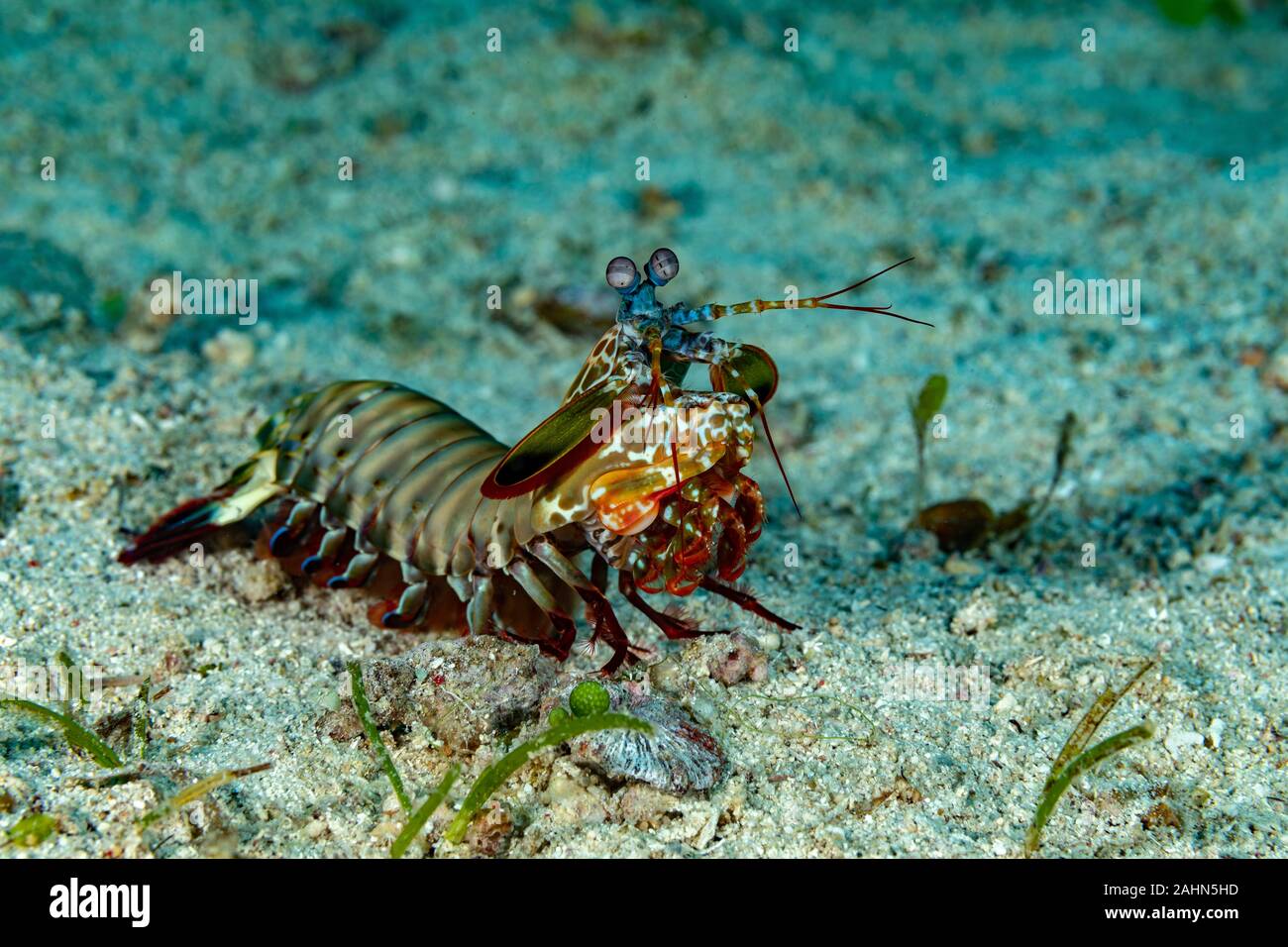Peacock-, harlequin-, painted- or clown mantis shrimp, Odontodactylus ...