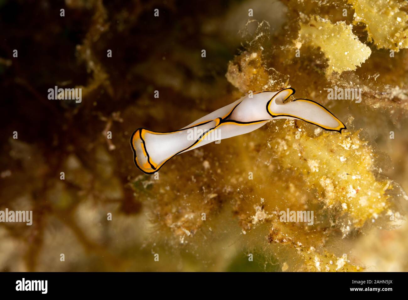 Pale Headshield Slug, Chelidonura pallida is a species of sea slug, or ...