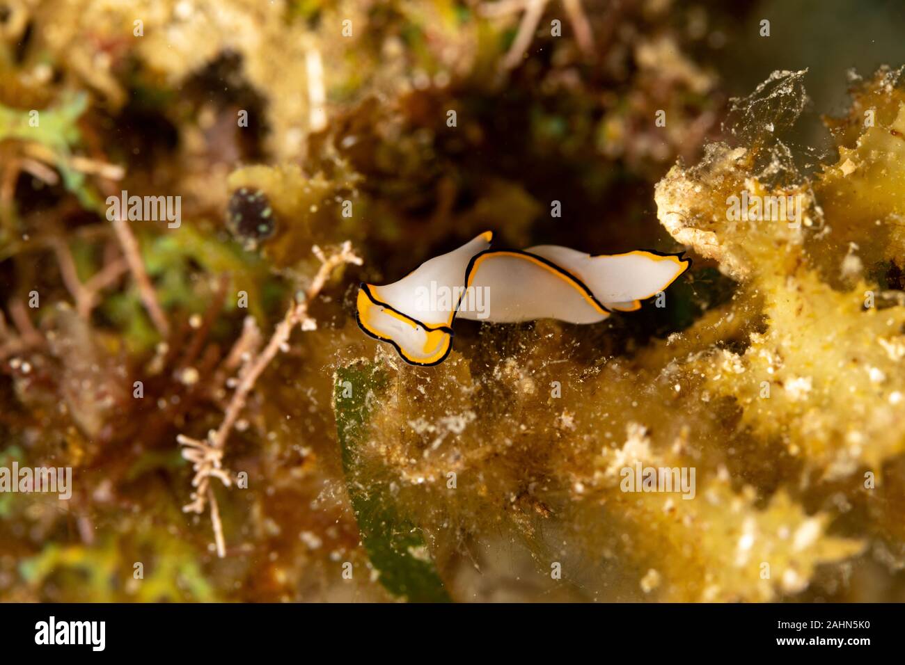 Pale Headshield Slug, Chelidonura pallida is a species of sea slug, or ...