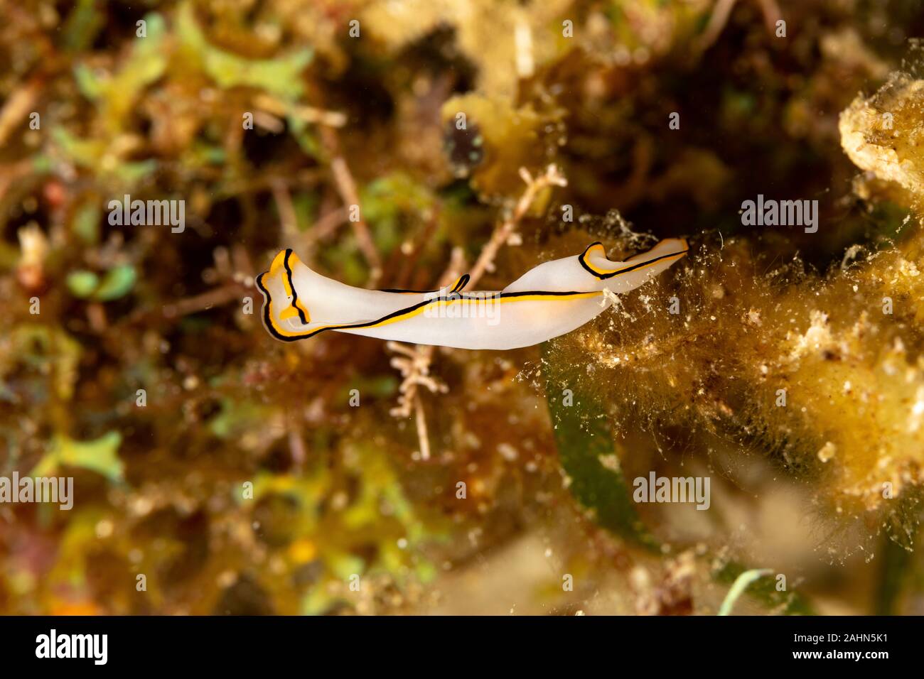 Pale Headshield Slug, Chelidonura pallida is a species of sea slug, or ...
