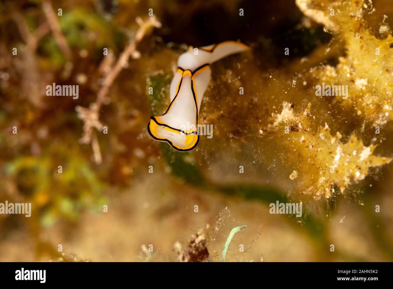 Pale Headshield Slug, Chelidonura pallida is a species of sea slug, or ...