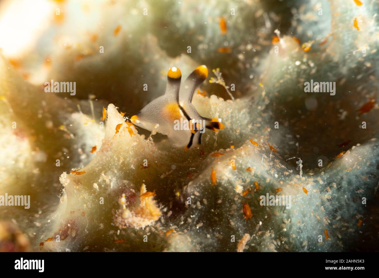 Painted Thecacera, Thecacera picta is a species of sea slug, a ...