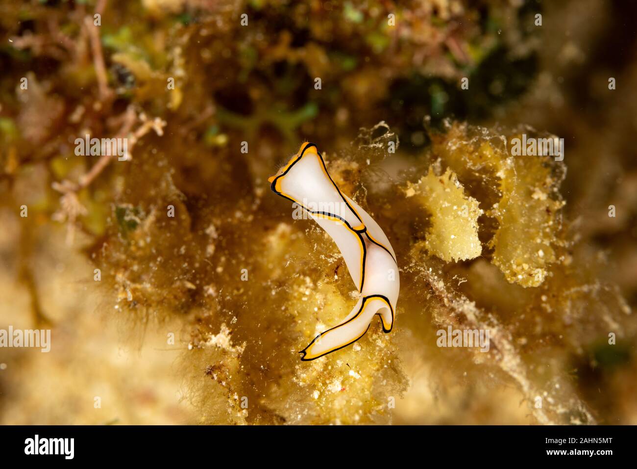 Pale Headshield Slug, Chelidonura pallida is a species of sea slug, or ...
