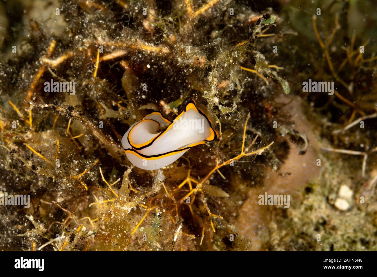 Pale Headshield Slug, Chelidonura pallida is a species of sea slug, or ...