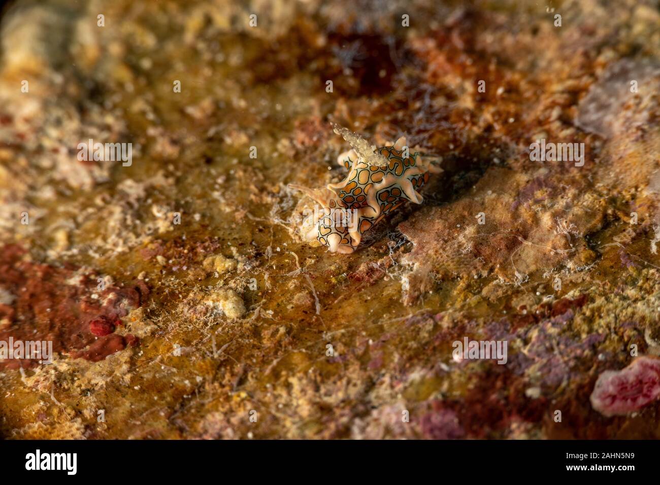 Psychedelic Batwing Slug, Sagaminopteron psychedelicum, Headshield ...