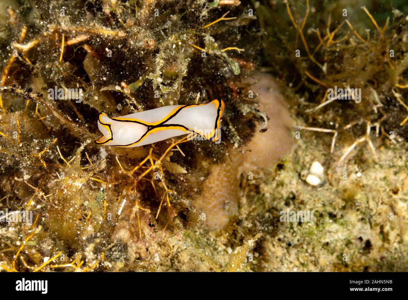 Nudi branch hi-res stock photography and images - Alamy