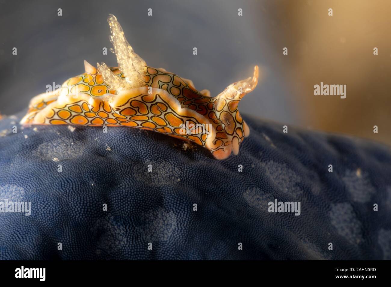 Psychedelic Batwing Slug, Sagaminopteron psychedelicum, Headshield ...