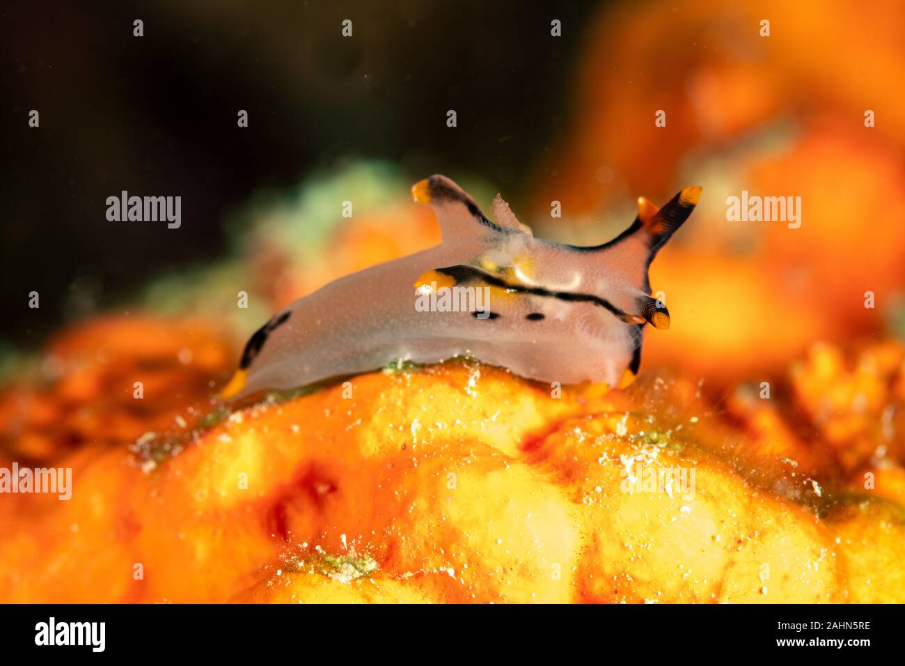 Painted Thecacera, Thecacera picta is a species of sea slug, a ...