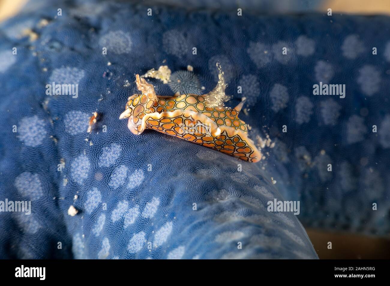 Batwing nudibranch hi-res stock photography and images - Alamy