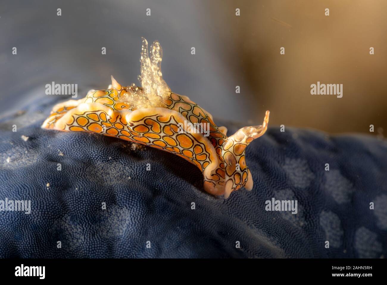 Psychedelic Batwing Slug, Sagaminopteron psychedelicum, Headshield ...