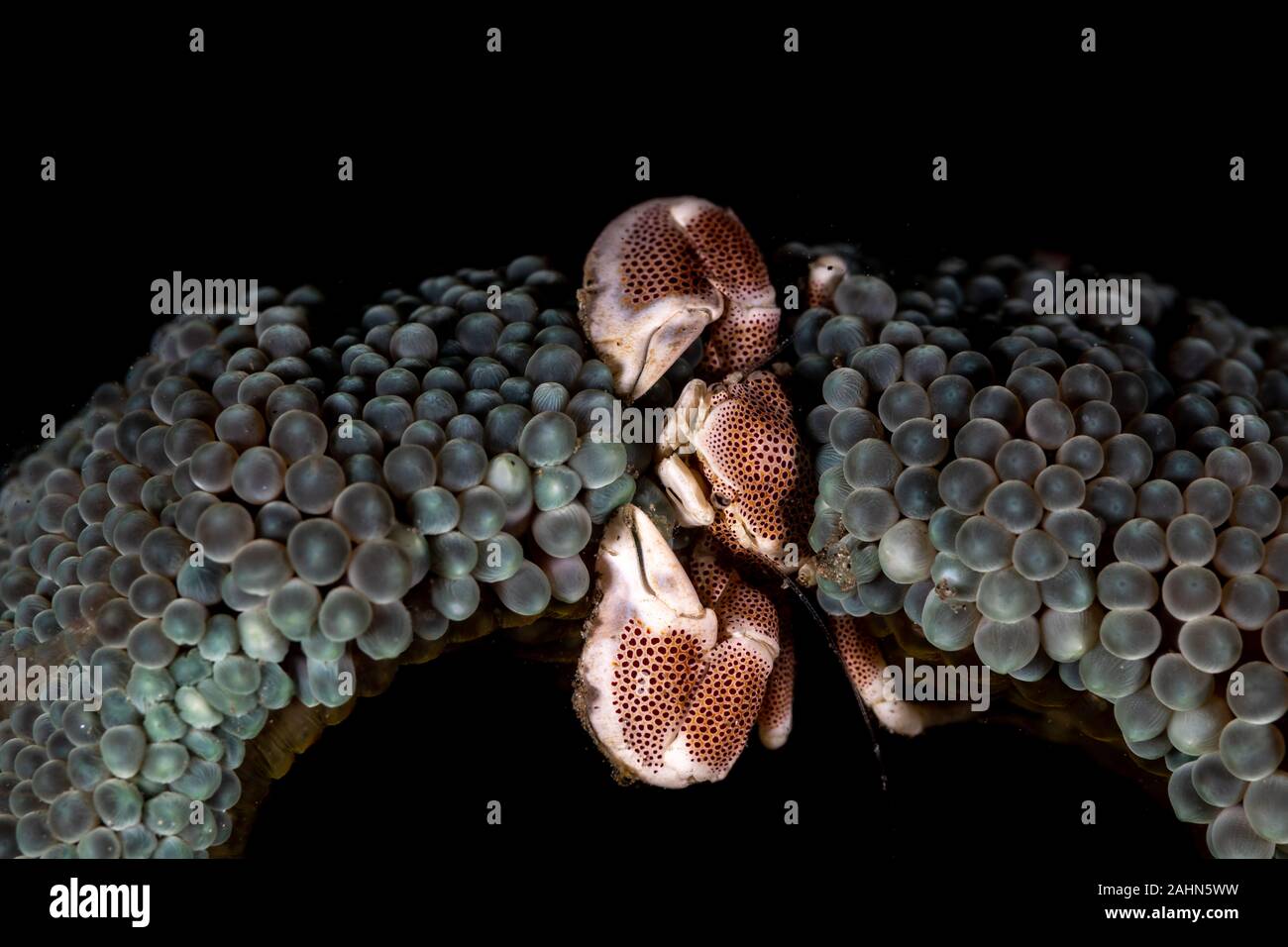 Porcelain crab from the Indo-Pacific region, Neopetrolisthes maculatus ...