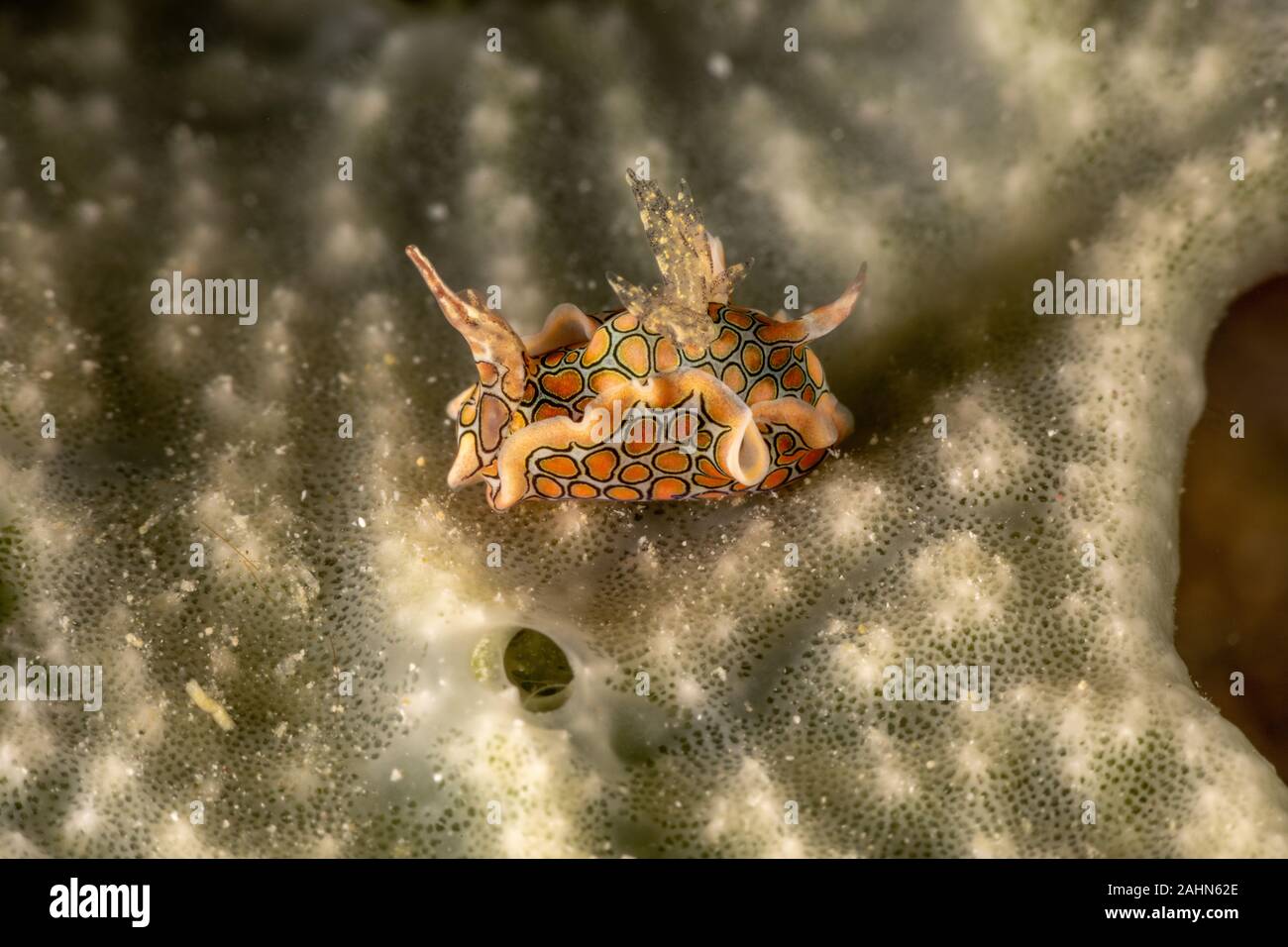 Psychedelic Batwing Slug, Sagaminopteron psychedelicum, Headshield ...