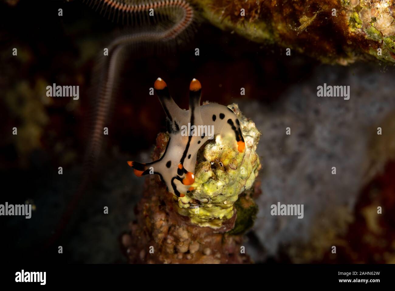Painted Thecacera, Thecacera picta is a species of sea slug, a ...