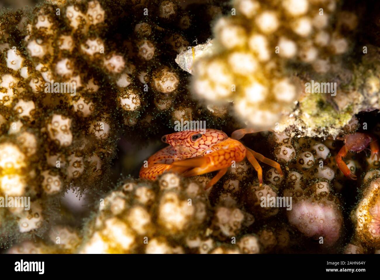 Red spotted Coral Crab, Trapezia rufopunctata, is a species of guard ...