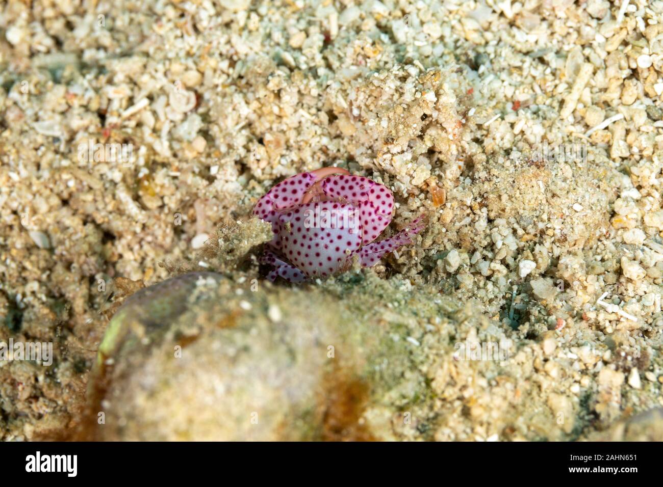 Red spotted Coral Crab, Trapezia rufopunctata, is a species of guard ...