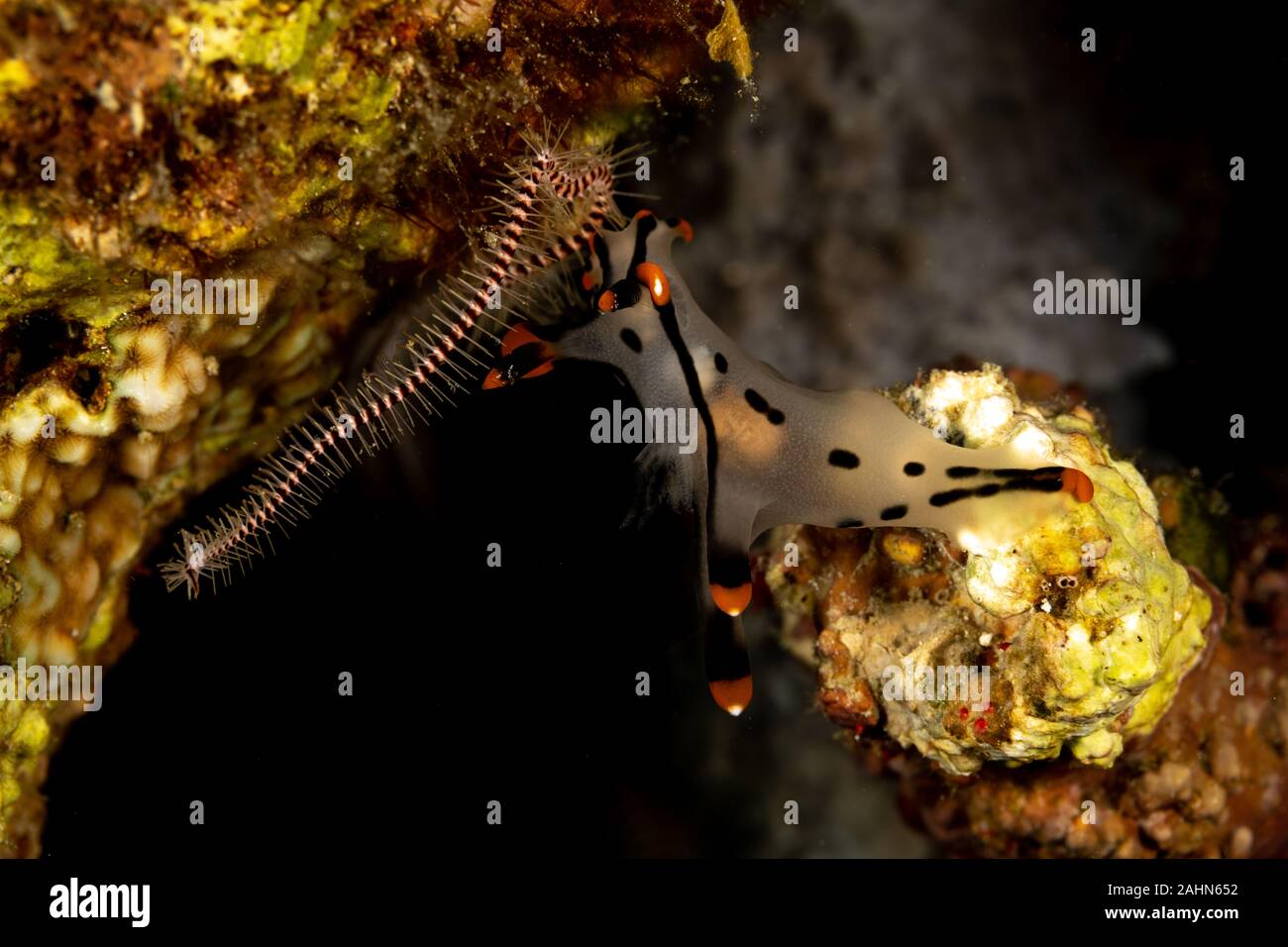 Painted Thecacera, Thecacera picta is a species of sea slug, a ...